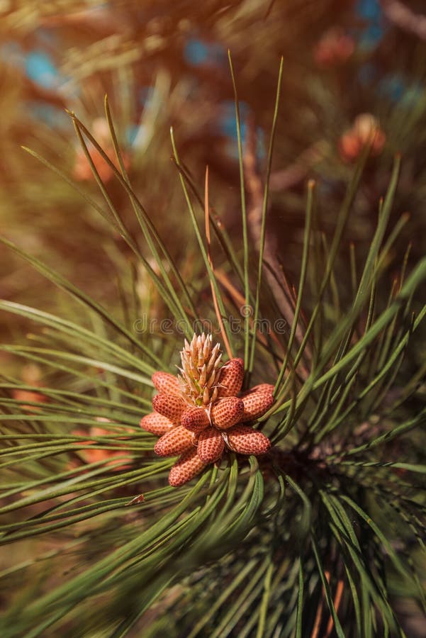 Black Pine Pinus Nigra Coniferous Tree Close Up Stock Image - Image of ...