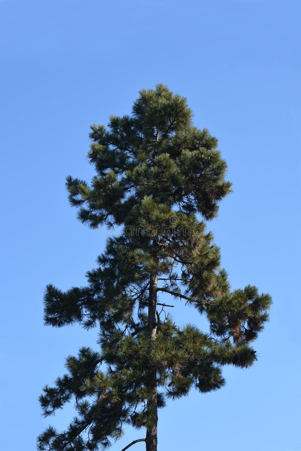 Black pine stock photo. Image of green, plant, leaf - 240257398