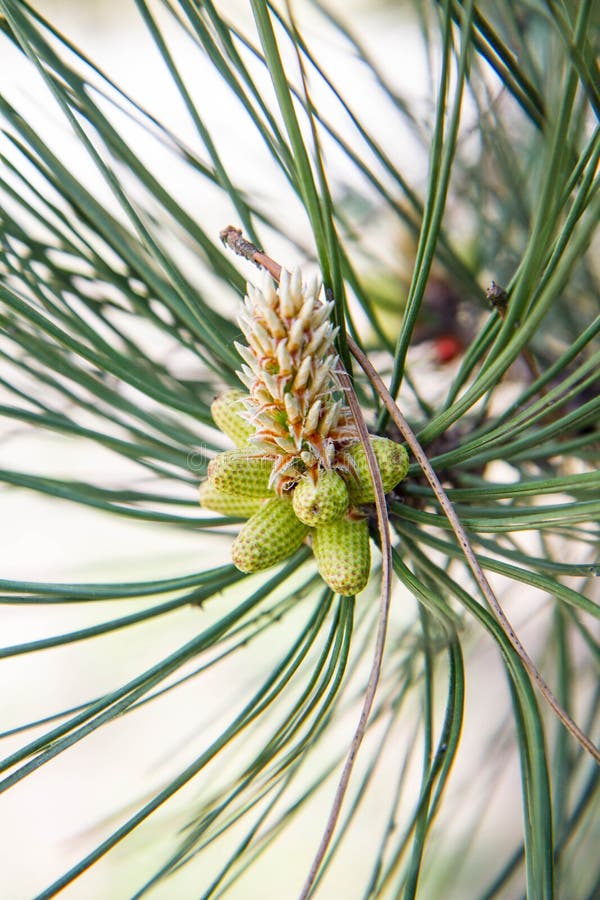 Black pine tree stock image. Image of conifer, branch - 146401771
