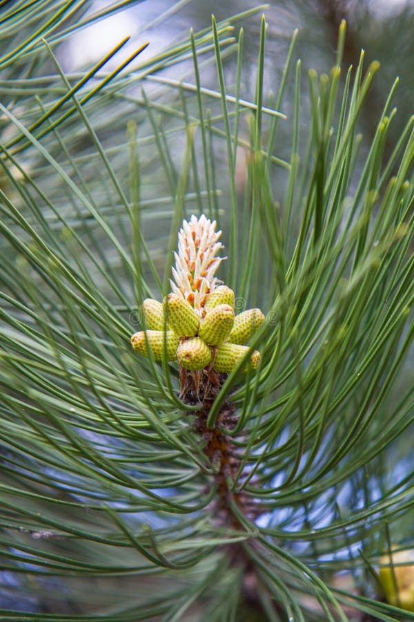 Black pine tree stock image. Image of evergreen, coniferous - 146401813