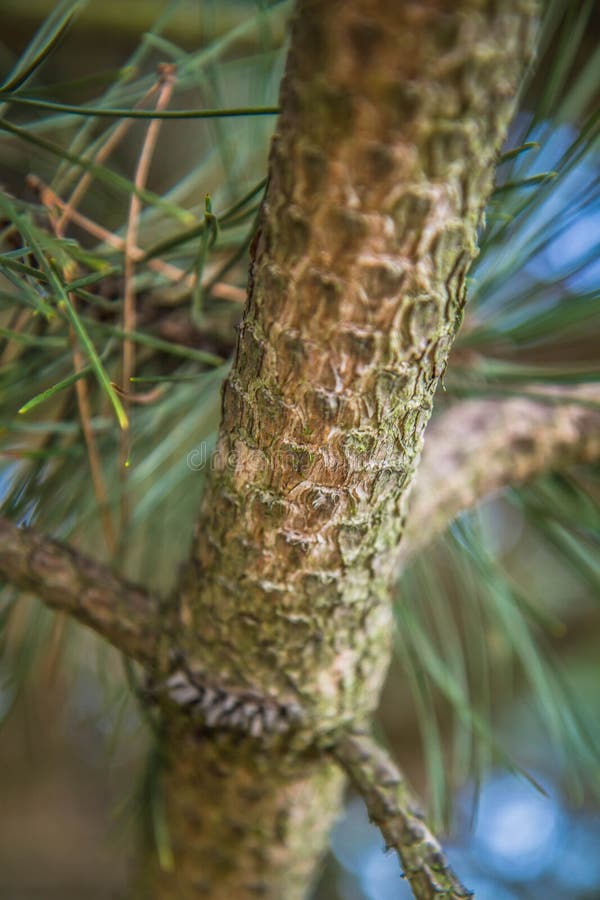 The black pine tree stock image. Image of fresh, holiday - 146106891