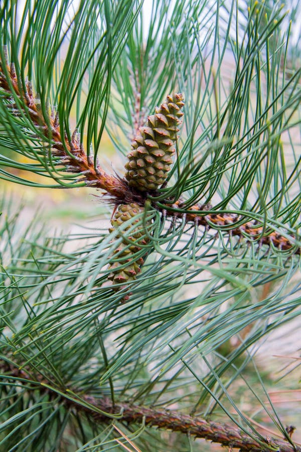 The black pine tree stock image. Image of seed, spring - 131305863