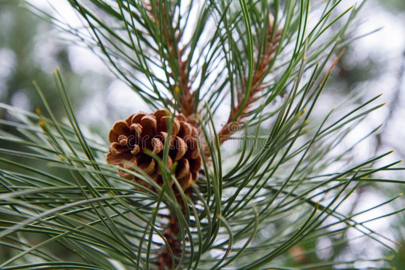 The black pine tree stock image. Image of background - 131305901
