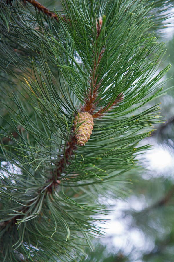 The black pine tree stock photo. Image of coniferous - 131305902