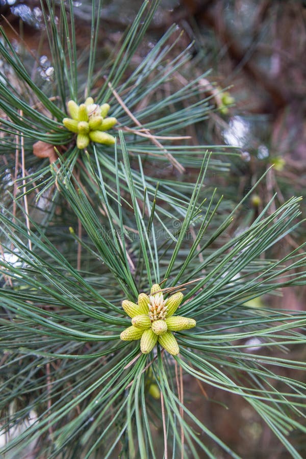 The Black pine stock photo. Image of christmas, cone - 96893432
