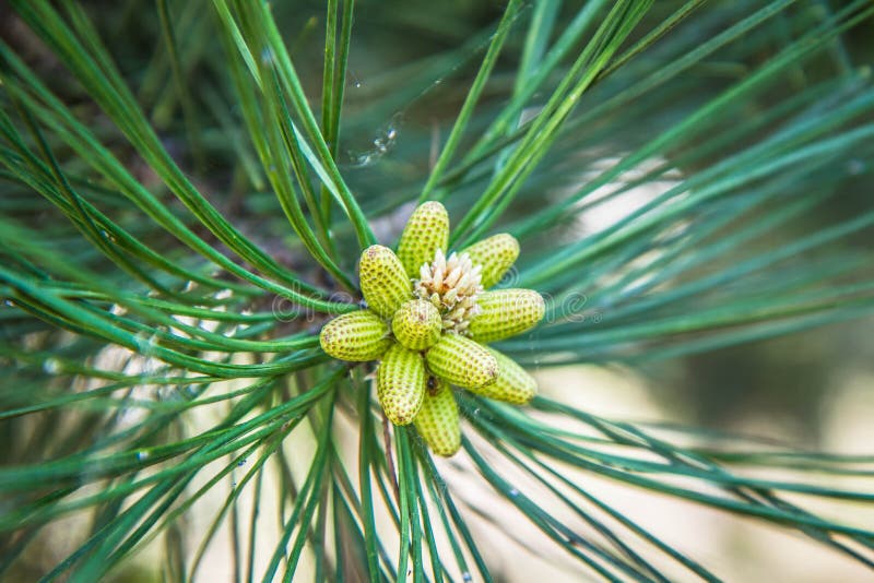 Black pine tree stock image. Image of festivities, coniferous - 146401787