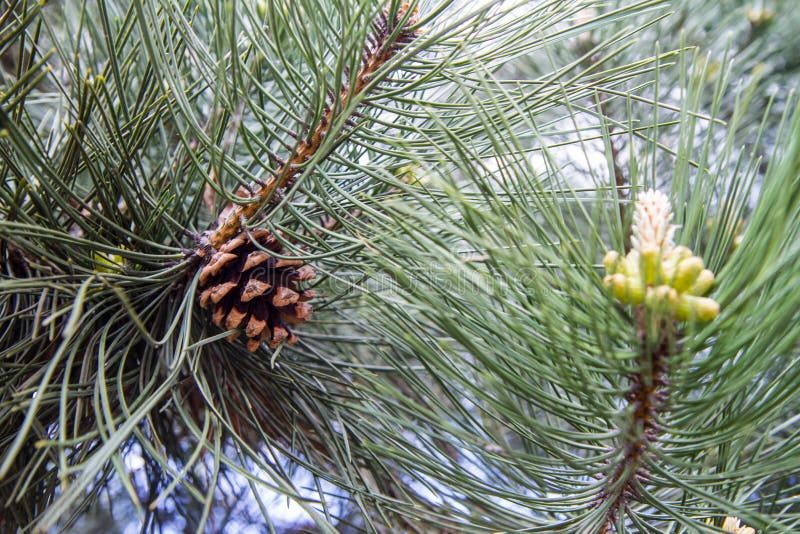 Black pine tree stock photo. Image of conifer, spruce - 146401736