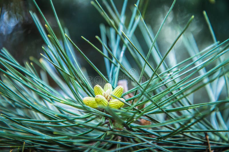 Black pine tree stock image. Image of branch, festive - 146401753
