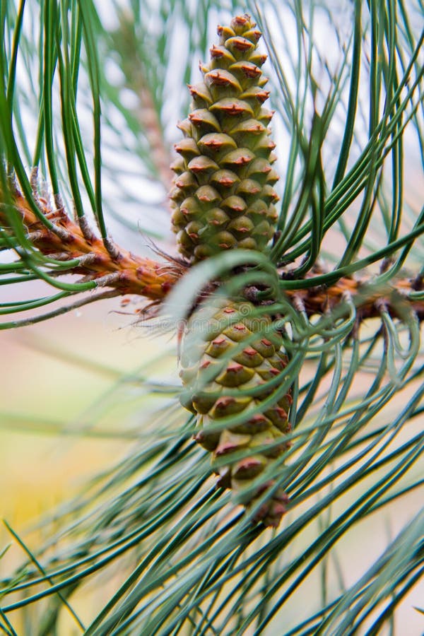 The black pine tree stock image. Image of holiday, color - 131305941