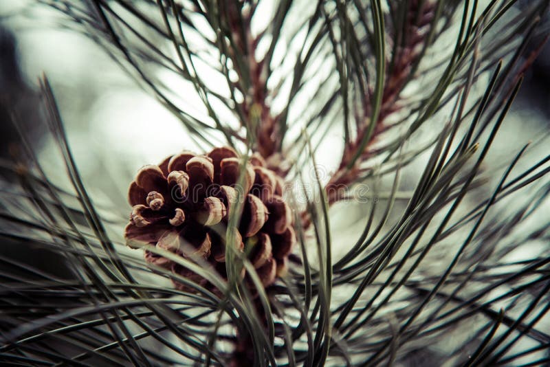 The black pine tree stock photo. Image of black, coniferous - 131305954