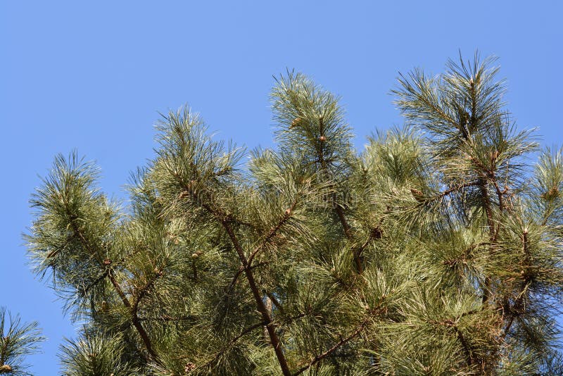 Black pine stock image. Image of pinus, botany, branch - 172476859