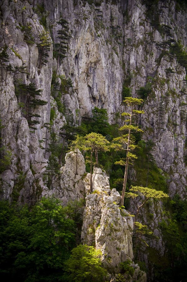 Black Pine Trees and Rocks stock photo. Image of cliff - 43075902