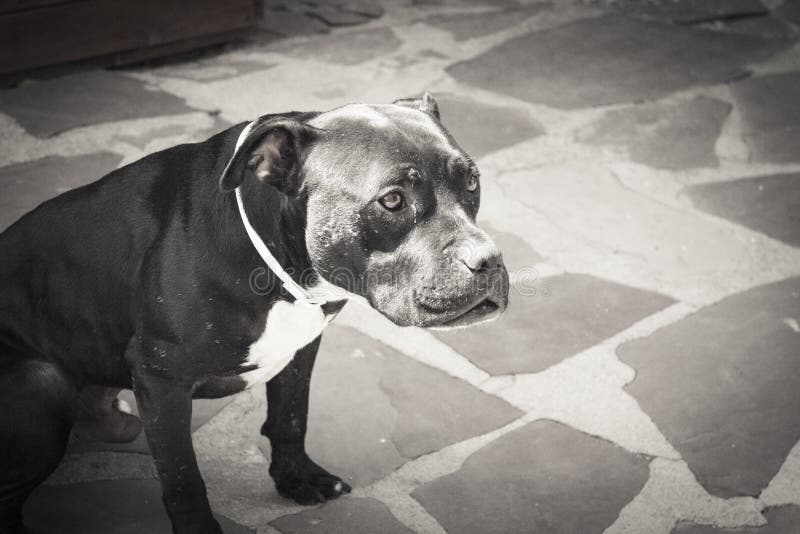 Black Pit Bull Standing in Friendly Attitude Stock Photo - Image of ...