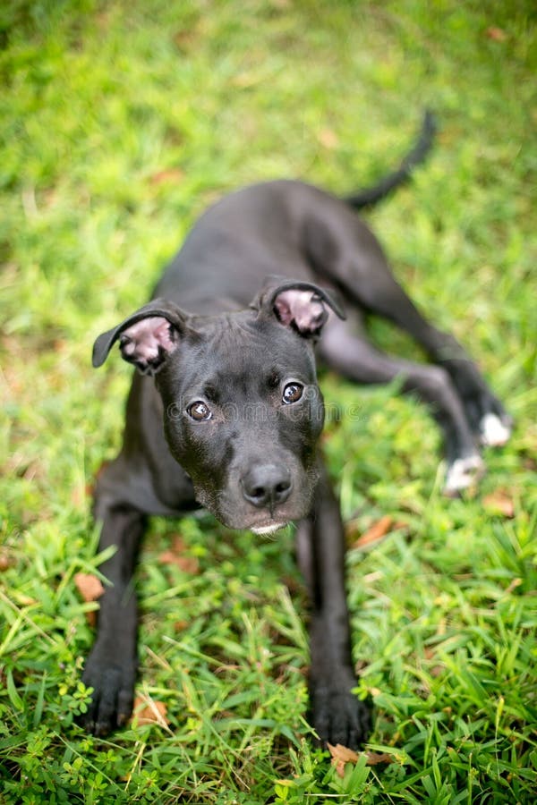 A Black Pit Bull Terrier Mixed Breed Puppy Relaxing in the Grass Stock ...