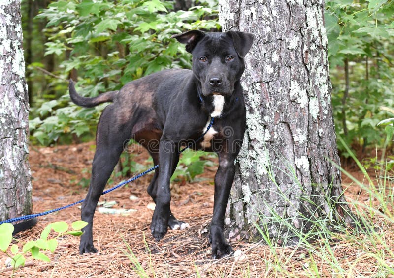 145 Labrador Pit Bull Mix Dog Stock Photos - Free & Royalty-Free Stock ...