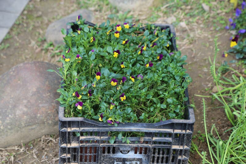 A Black Plastic Container with a Bunch of Purple and Yellow Viola ...