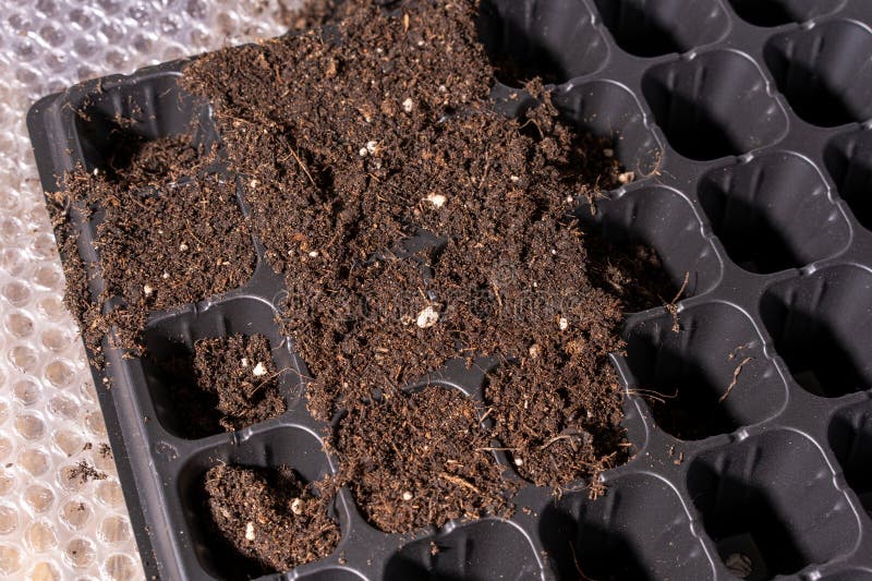 A Black Seed Tray with Soil and White Particles Like Perlite. Perfect ...