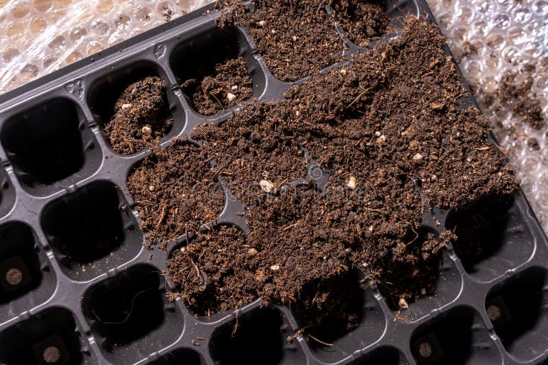 A Black Seed Tray with Soil and White Particles Like Perlite. Perfect ...