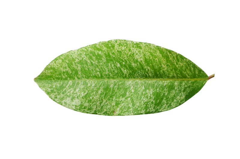 Black Plum, Jambolan Plum, Java Plum , Black Plum ,Syzygium Cumini ...