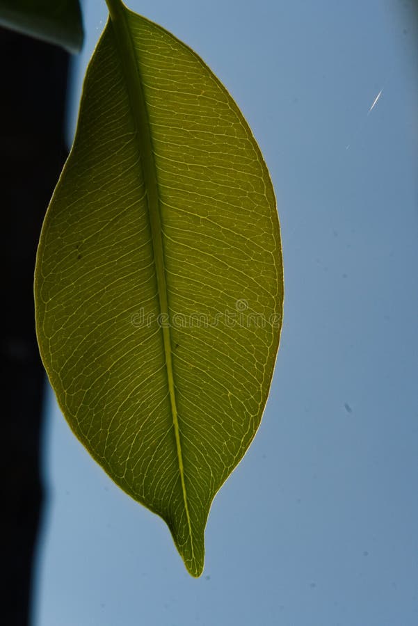 Black Plum Tree Leaf Texture Against Sunlight Stock Photo - Image of ...