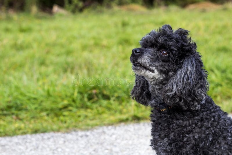 Black Poddle stock image. Image of canine, poodle, cute - 82932701