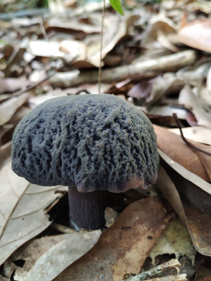 Black poisonous mushroom stock image. Image of nature - 127657267