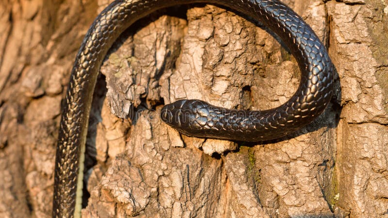 A Black Poisonous Snake on the Bark of a Tree on a Sunny Summer Day ...