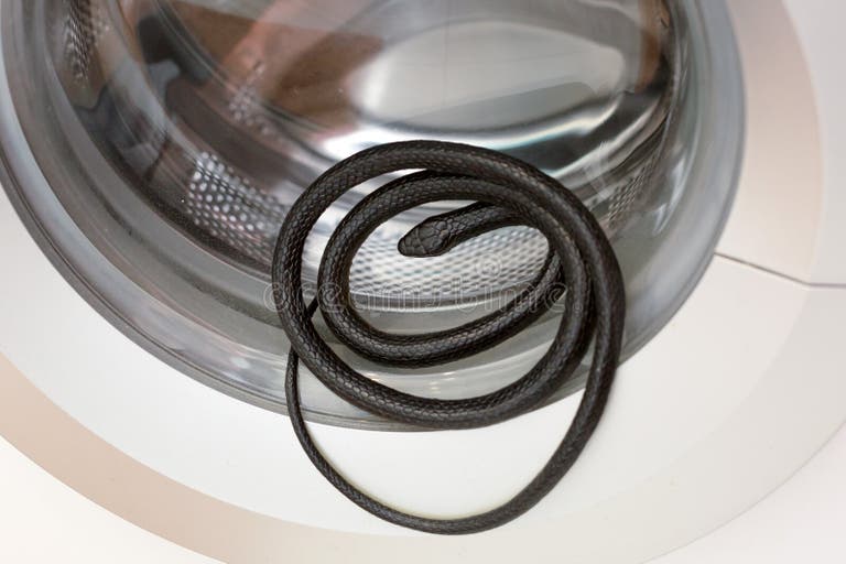 Black Poisonous Snake in the Drum of the Washing Stock Photo - Image of ...