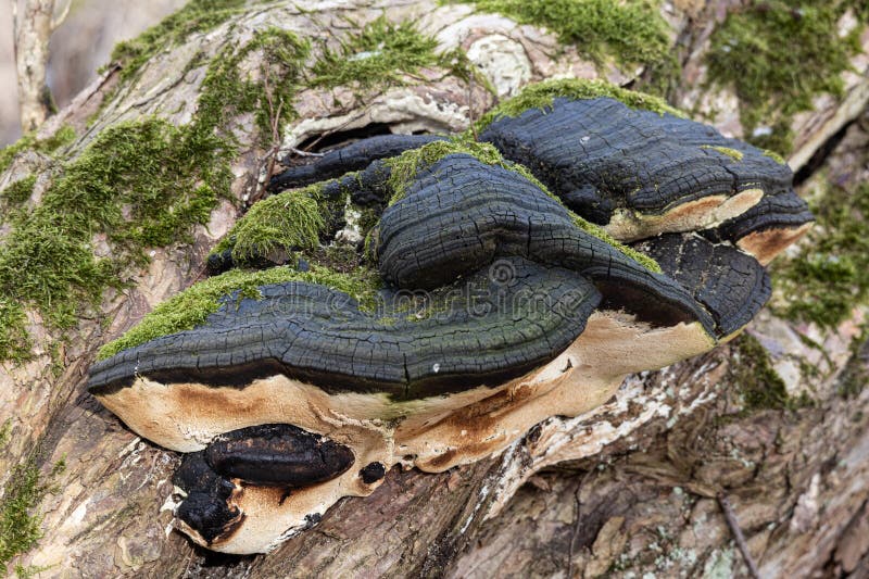 Black Polypore Mushroom on Tree Trunk Stock Image - Image of natural ...