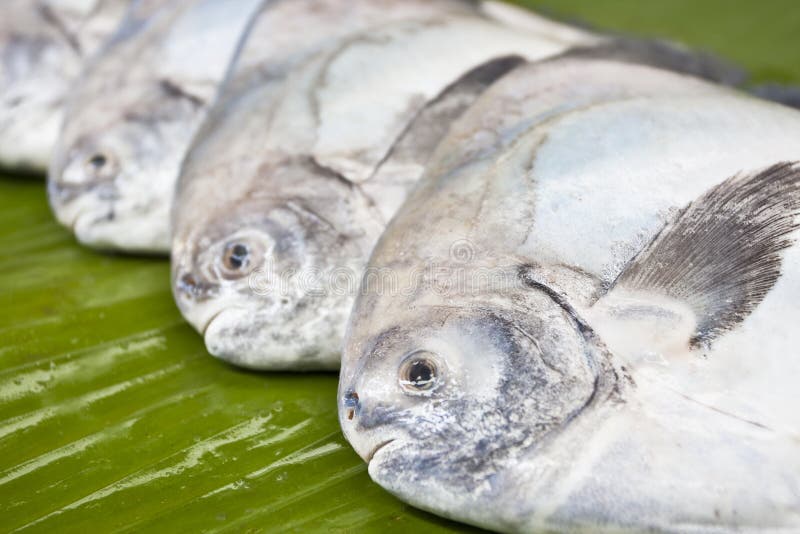 Black Pomfret Fishes on Banana Leaf Stock Image - Image of food, dead ...