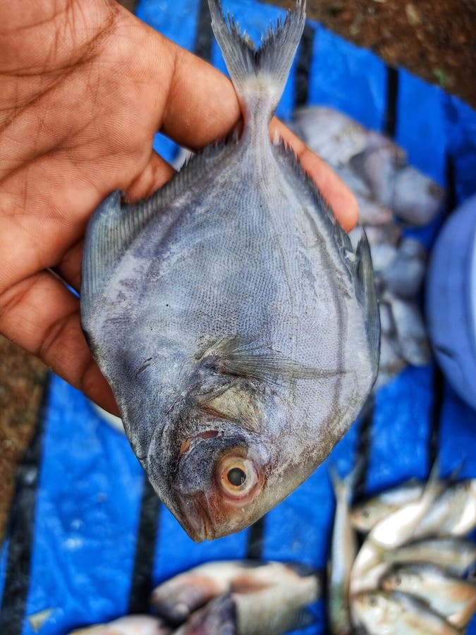 Black Pompret Photos - Free & Royalty-Free Stock Photos from Dreamstime