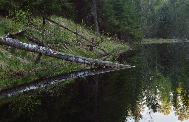 Black Pond stock photo. Image of reflection, surface - 88087566