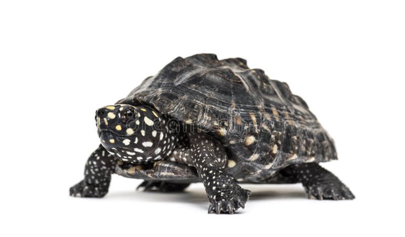 Pond turtle stock photo. Image of life, moving, green - 40832992