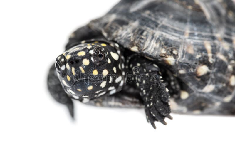 Black Pond Turtle, Geoclemys Hamiltonii, Isolated Stock Image - Image ...