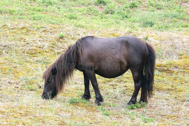 Black pony stock image. Image of black, wildlife, shetland - 18836669