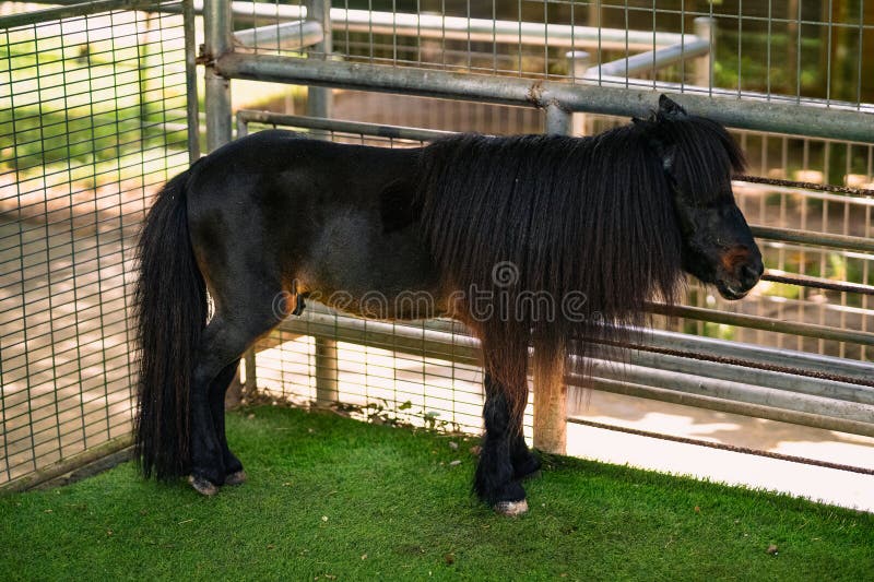 Black Pony in the Barn on a Sunny Day Stock Photo - Image of equine ...