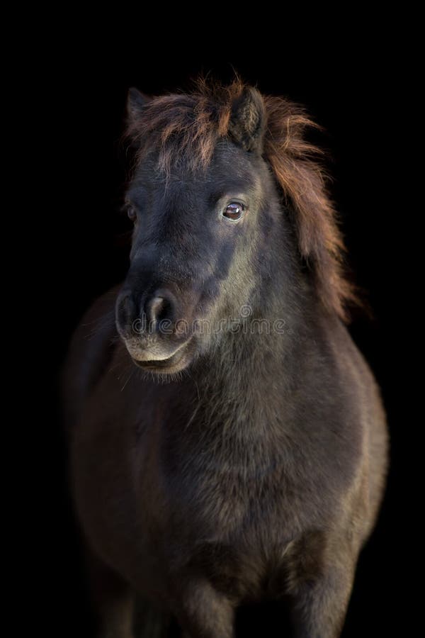 Black pony stock image. Image of friendly, portrait, small - 40259341
