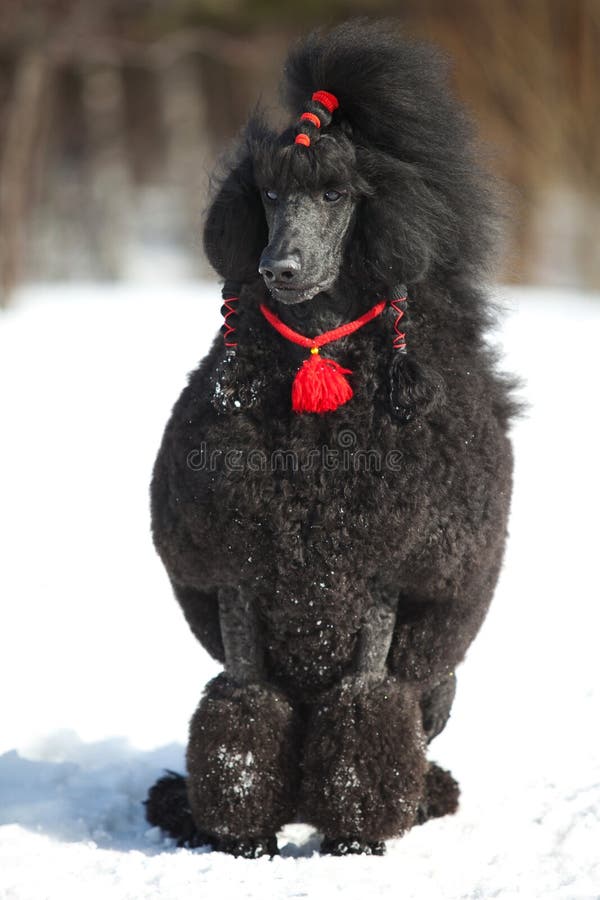 Black Poodle stock photo. Image of nature, looking, doggy - 19642560