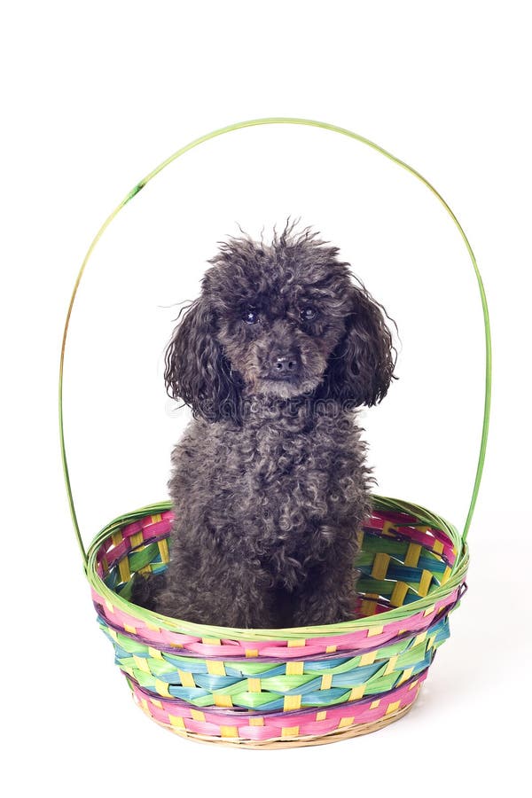 Black Poodle in Easter Basket Isolated Stock Image - Image of animal ...