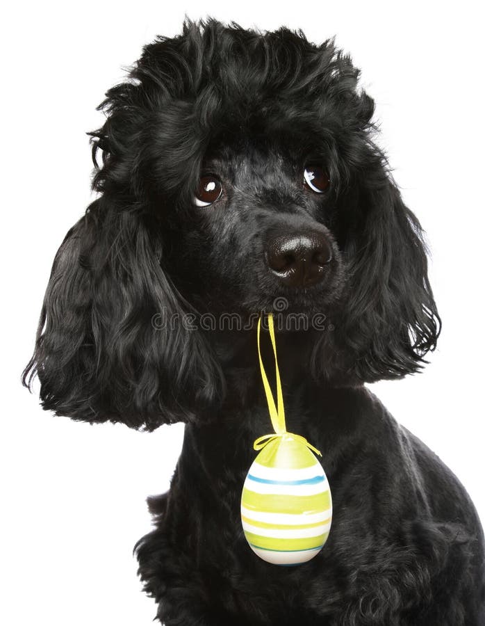 Black Poodle with an Easter Egg Stock Image - Image of doggy, festive ...