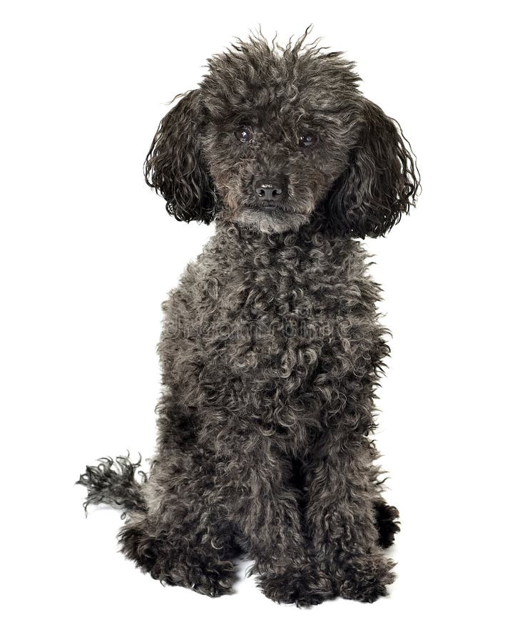 Blood Samples stock image. Image of test, analysis, tube - 6006677