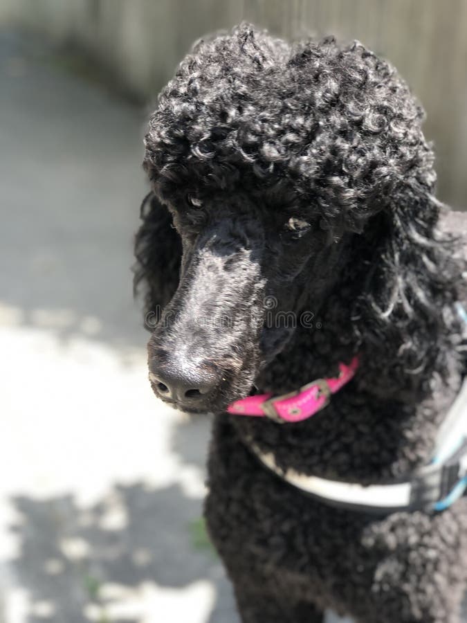 Black poodle stock image. Image of outside, sunny, poodle - 251077951