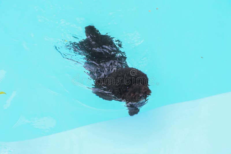 Black Poodle Swimming Alone in a Clear Blue Pool, Stock Image - Image ...