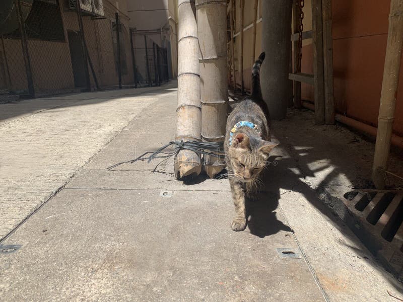 Black Poor Cat Walk Alone on the Street Stock Image - Image of pets ...
