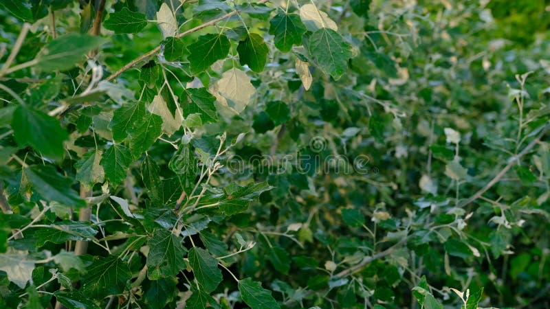 Black Poplar Populus Nigra Branch with Seed Tuft Stock Video - Video of ...
