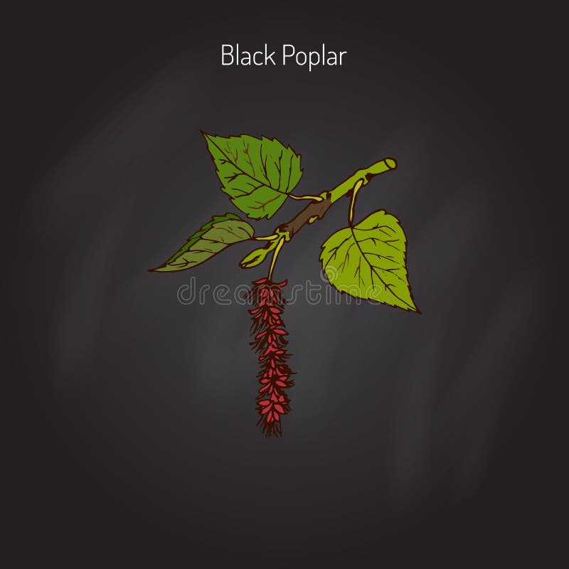 Black Poplar Populus Nigra and Tulip Poplar Liriodendron Tulipifera ...