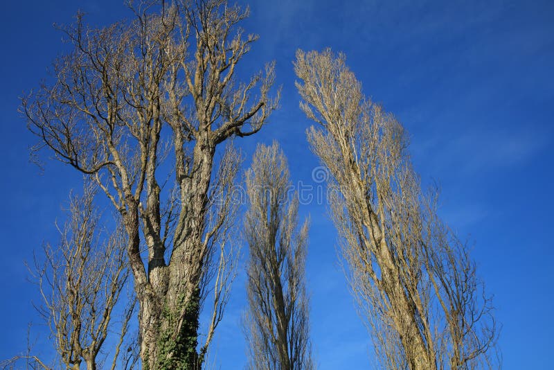 Black Poplar Tree in Winter Stock Image - Image of populus, environment ...