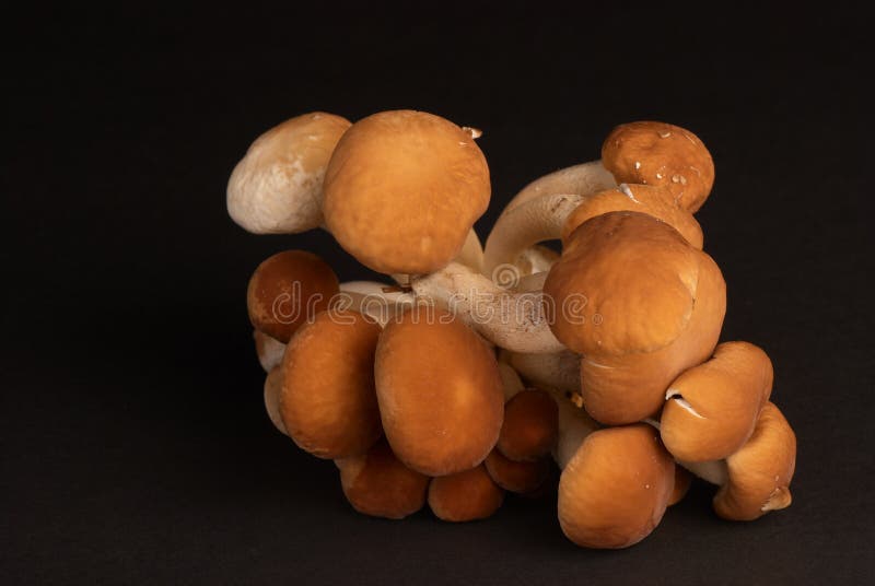 Popplar Mushroom Stock Photos - Free & Royalty-Free Stock Photos from ...