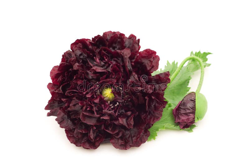 Black poppy stock photo. Image of flower, background, bloom - 9909132