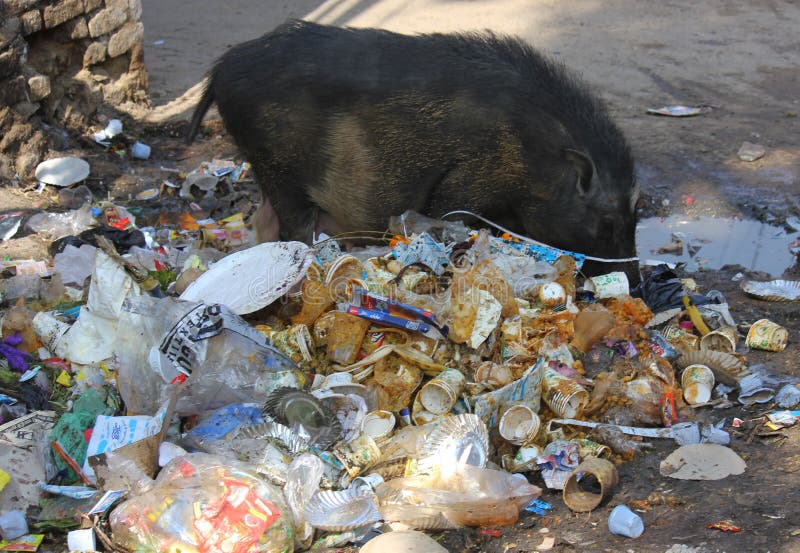 Black Pork Eating through Trash Editorial Stock Image - Image of ...